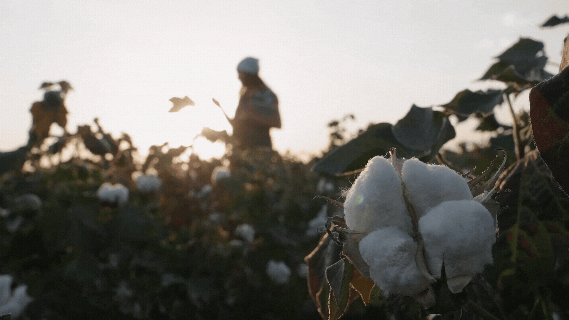 BCI and CmiA: how sustainable cotton programs support eco friendly workwear