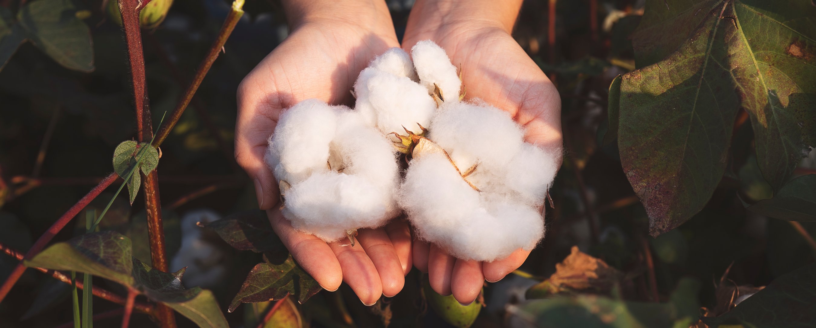 BCI and CmiA: how sustainable cotton programs support eco friendly workwear